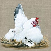 Paintings of animals and birds with humour and motion
