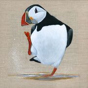 Puffins