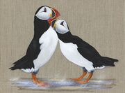 Puffins