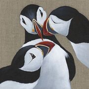 Puffins