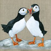 Puffins