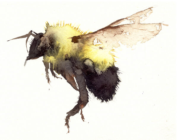 Bumble Bee - Watercolour