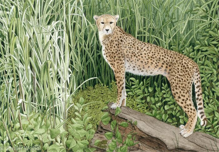 Spots and Stripes. Giclee Print - Giclee Fine Art Print.