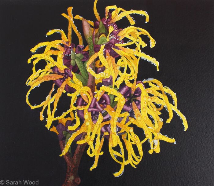 Witch Hazel Original Art Work - Watercolour and Gouache