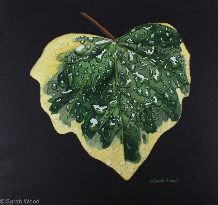 Hedera colchica, 'Dentata Variegata' Ivy original watercolour and ...