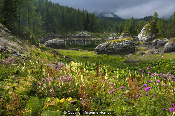 Alpin Flora, Julian Alps, Slovenia