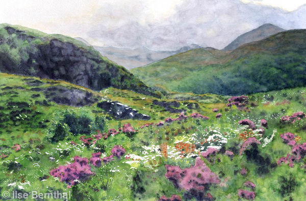 Highland Heather - Giclée Watercolour Print
