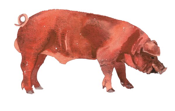 Duroc Boar - Watercolour