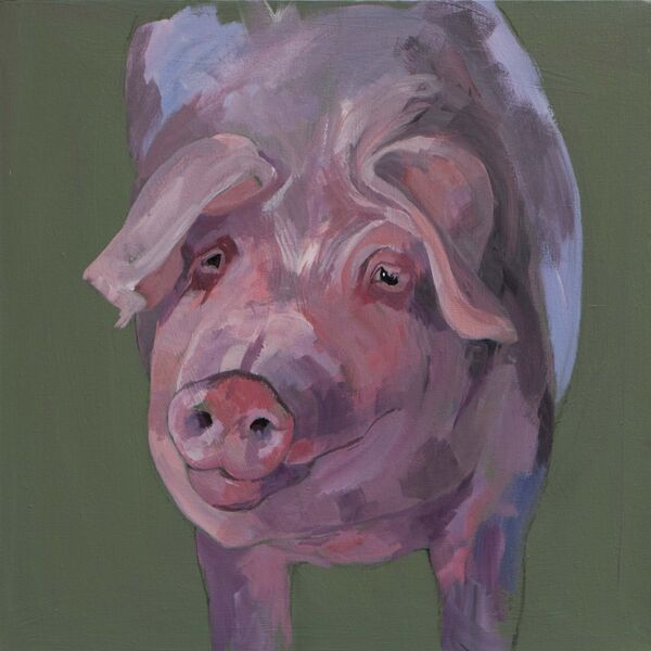 Cow,sheep & pigs watercolour acrylic