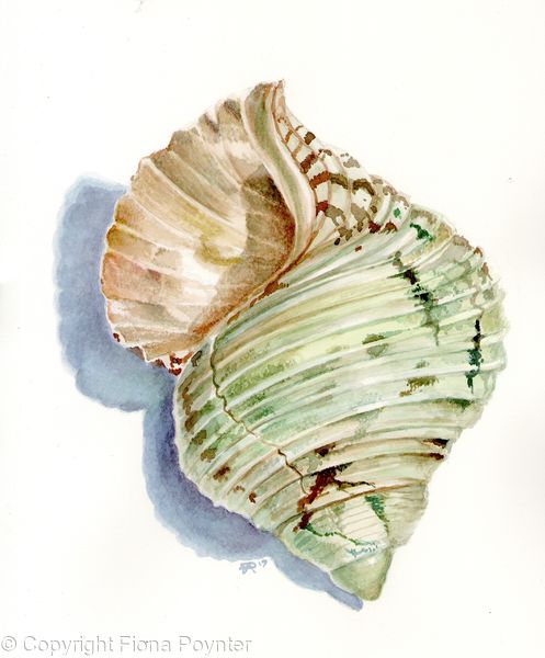 645685_shell1.jpg