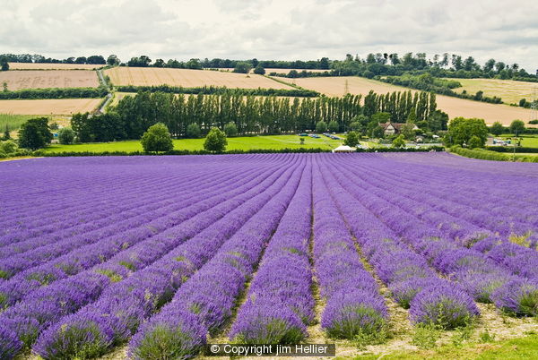 Lavender fields Kent - Photography