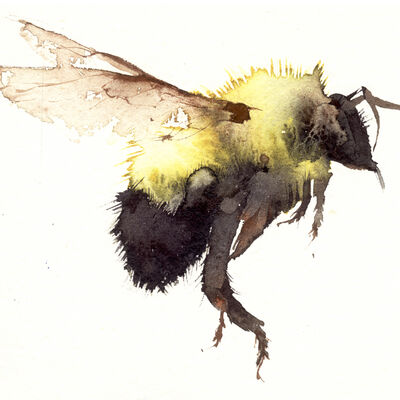 Watercolours And Oils Of Still Life Animals And Natural History