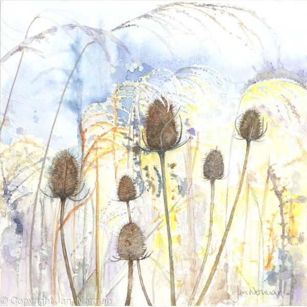 Wayside Teasles - Watercolour