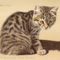 Marie Curran - cat art, paintings, drawings, tiger