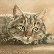 Marie Curran - cat art, paintings, drawings, tiger