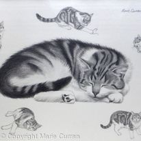 Marie Curran - cat art, paintings, drawings, tiger