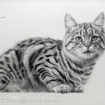 Marie Curran - cat art, paintings, drawings, tiger
