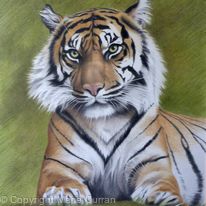 Marie Curran - cat art, paintings, drawings, tiger