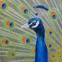 Marie Curran - cat art, paintings, drawings, tiger