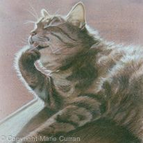 Marie Curran - cat art, paintings, drawings, tiger