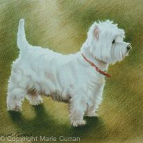 Marie Curran - cat art, paintings, drawings, tiger