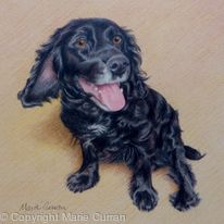 Marie Curran - cat art, paintings, drawings, tiger