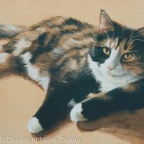 Marie Curran - cat art, paintings, drawings, tiger