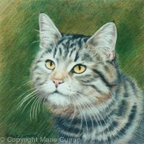 Marie Curran - cat art, paintings, drawings, tiger
