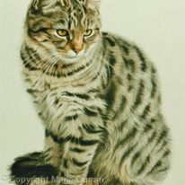 Marie Curran - cat art, paintings, drawings, tiger