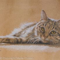 Marie Curran - cat art, paintings, drawings, tiger