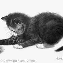 Marie Curran - cat art, paintings, drawings, tiger