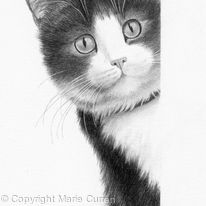 Marie Curran - cat art, paintings, drawings, tiger