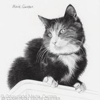 Marie Curran - cat art, paintings, drawings, tiger