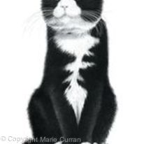 Marie Curran - cat art, paintings, drawings, tiger