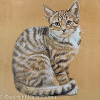 Marie Curran - cat art, paintings, drawings, tiger