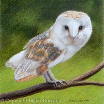 Marie Curran - cat art, paintings, drawings, tiger