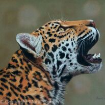 Marie Curran - cat art, paintings, drawings, tiger
