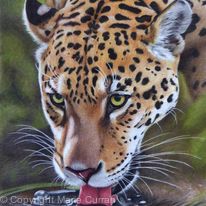 Marie Curran - cat art, paintings, drawings, tiger