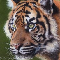 Marie Curran - cat art, paintings, drawings, tiger