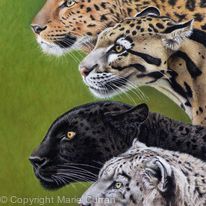 Marie Curran - cat art, paintings, drawings, tiger