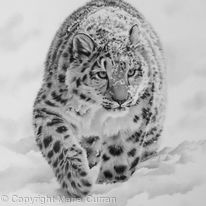 Marie Curran - cat art, paintings, drawings, tiger