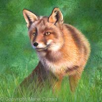 Marie Curran - cat art, paintings, drawings, tiger