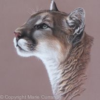 Marie Curran - cat art, paintings, drawings, tiger