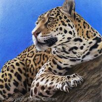 Marie Curran - cat art, paintings, drawings, tiger