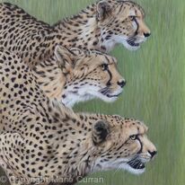 Marie Curran - cat art, paintings, drawings, tiger