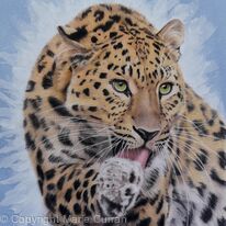Marie Curran - cat art, paintings, drawings, tiger