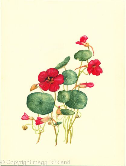 Tropaeolum 1 - Watercolour print