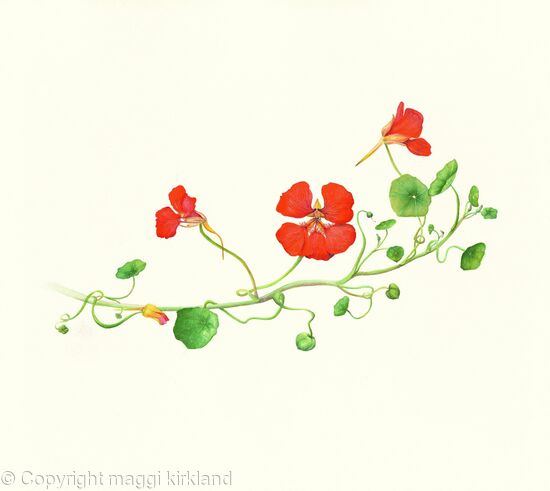 Tropaeolum 2 - watercolour print