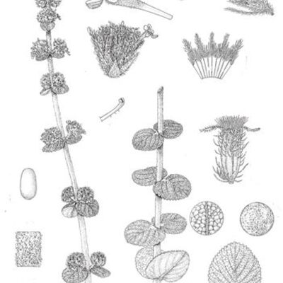 Margaret Tebbs Artwork