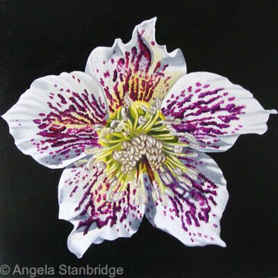 White Hellebore - Oil on Canvas